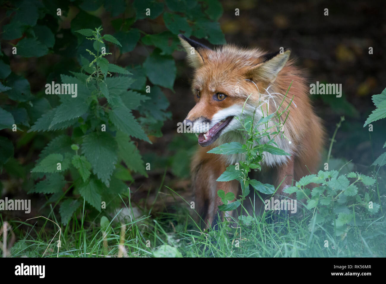 Fox coming out of the forest Stock Photo - Alamy