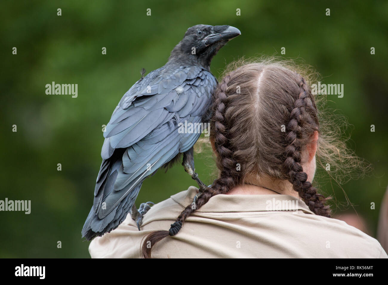 Black Crow at the sholder of a woman with two braids Stock Photo - Alamy