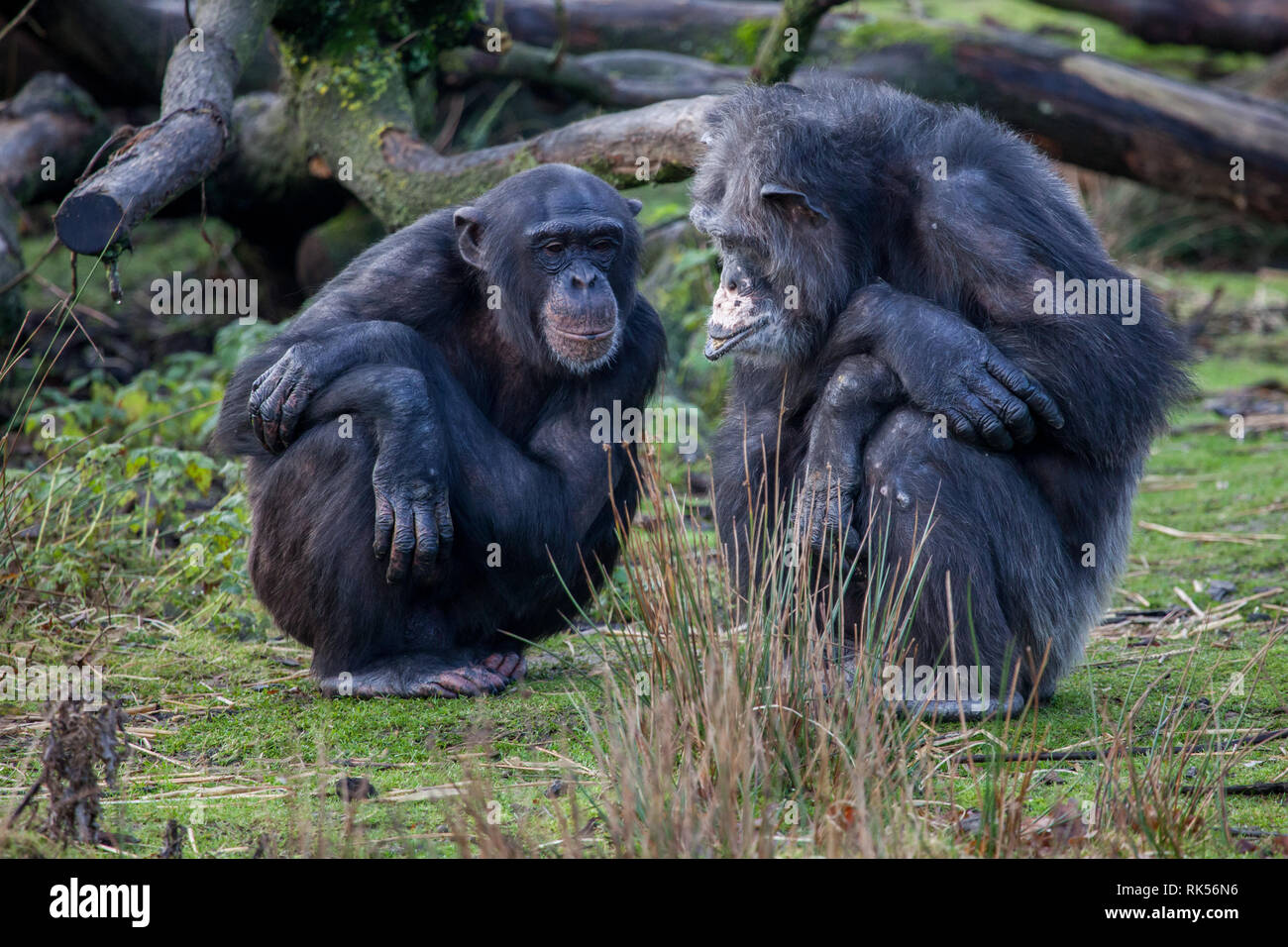 Two chimpanzees, one young and one old, having a conversation and some ...