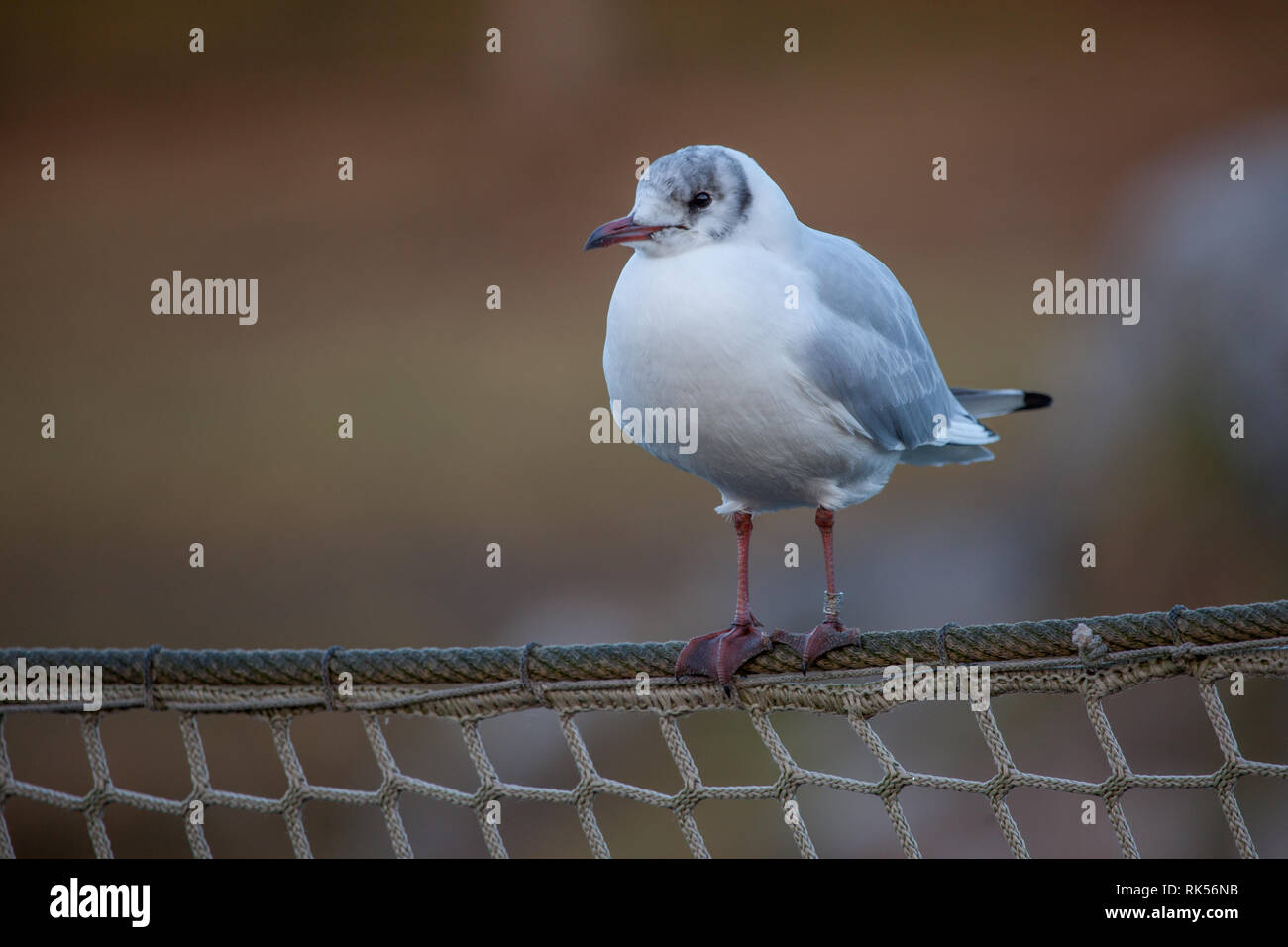 Small gull on a pole, looking at the left with a black background Stock ...