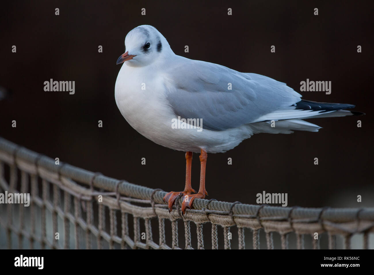 Small gull on a pole, looking at the left with a black background Stock ...