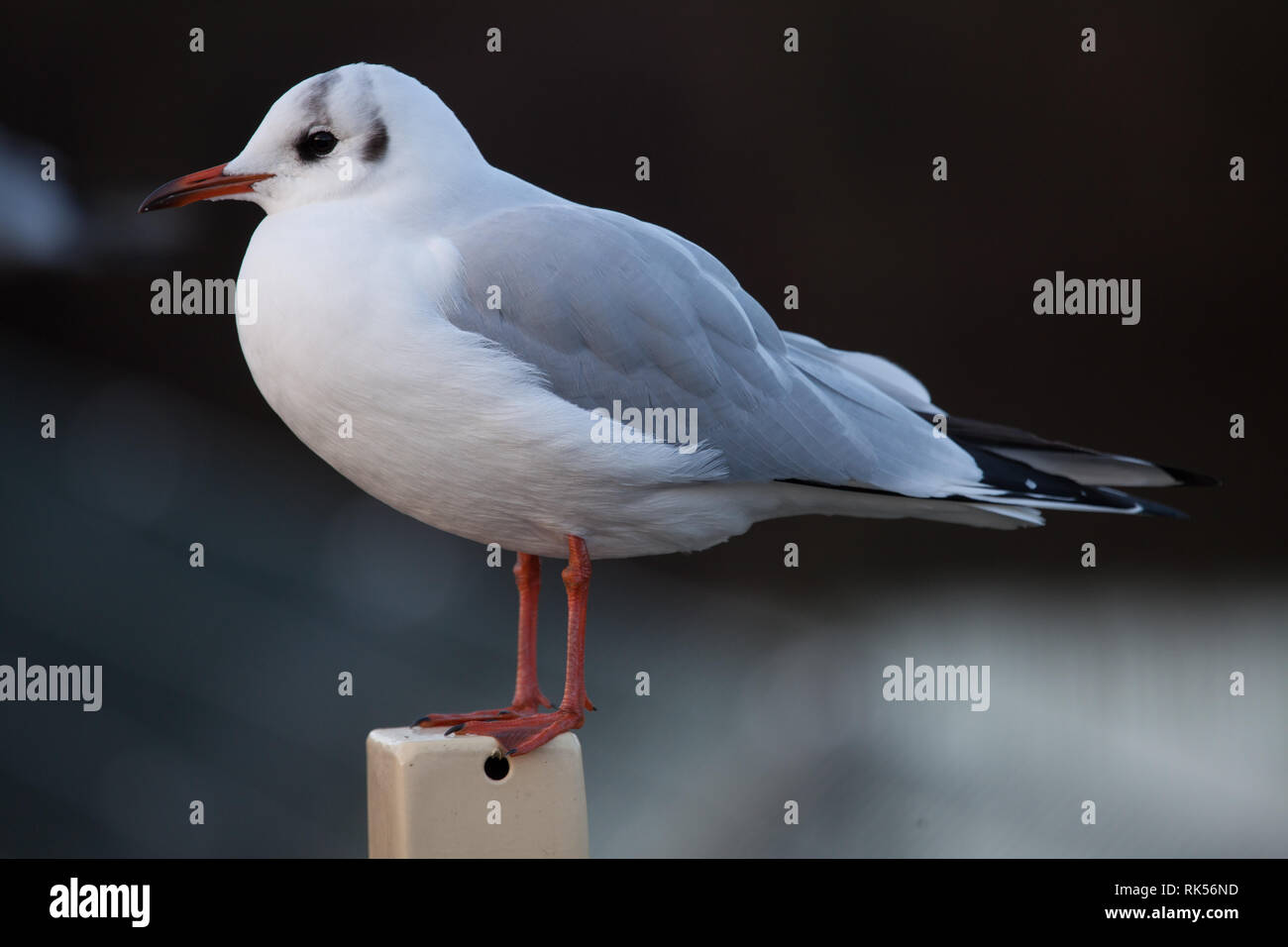 Small gull on a pole, looking at the left with a black background Stock ...
