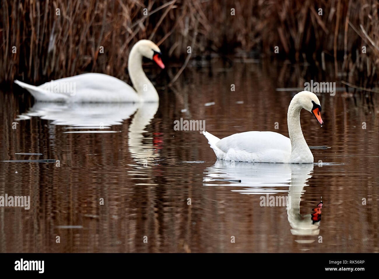 Swans pont hi-res stock photography and images - Alamy