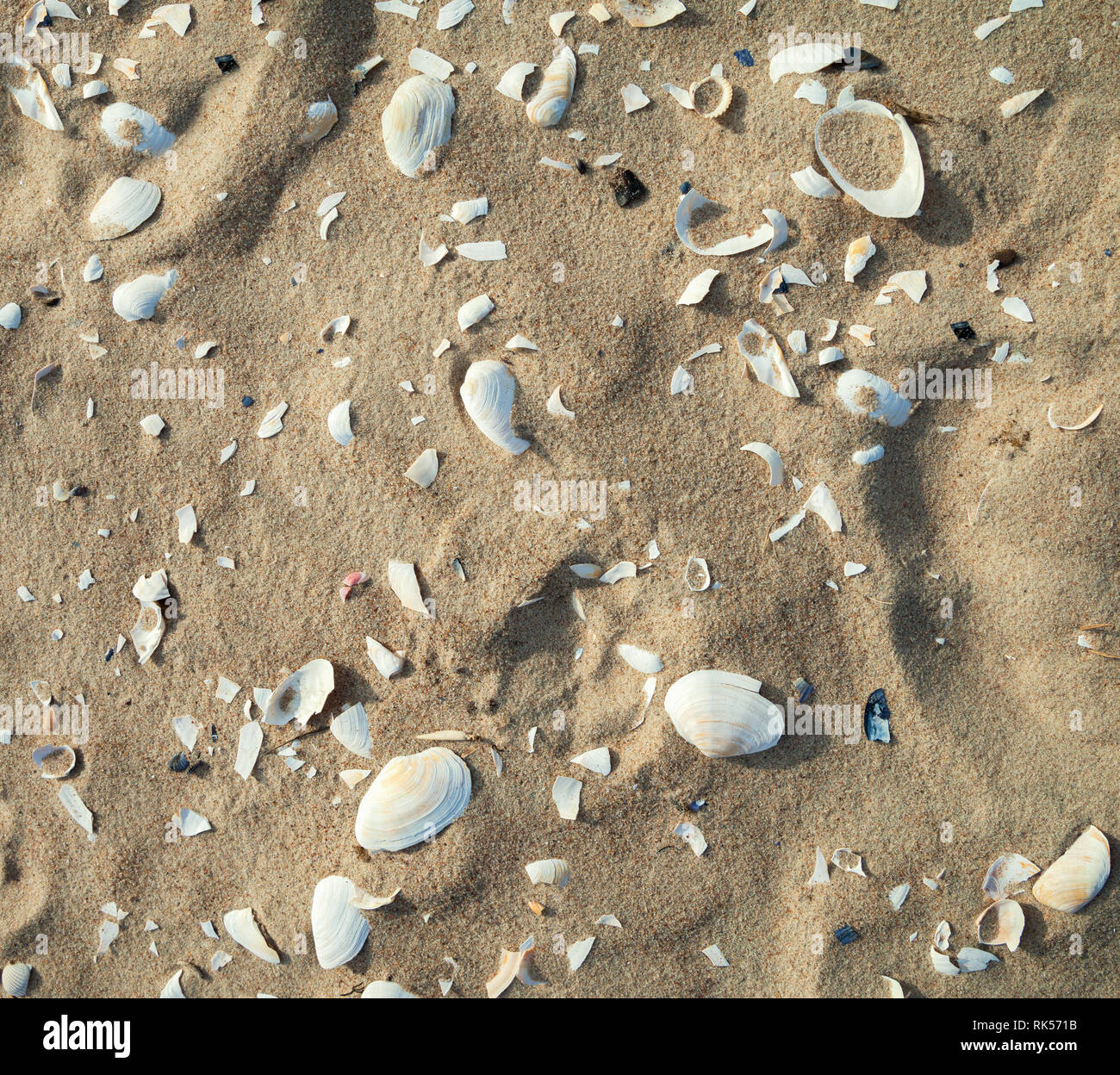 Texture of shells on the sand Stock Photo - Alamy