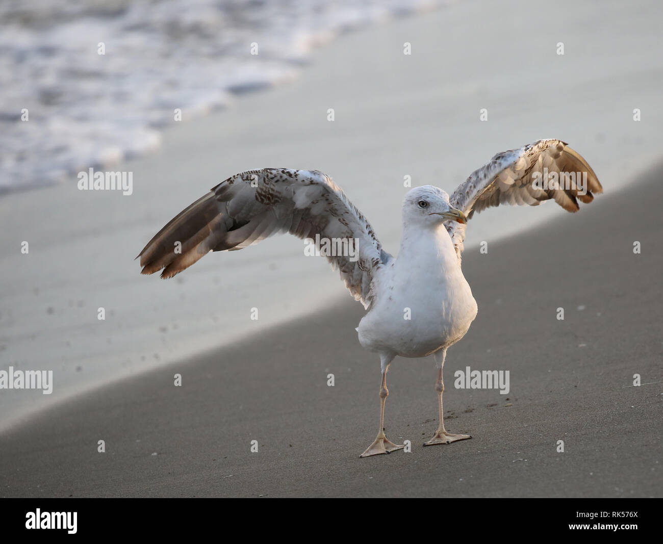 single seagull of Laridae Family Bird on the beach with opened wings ...