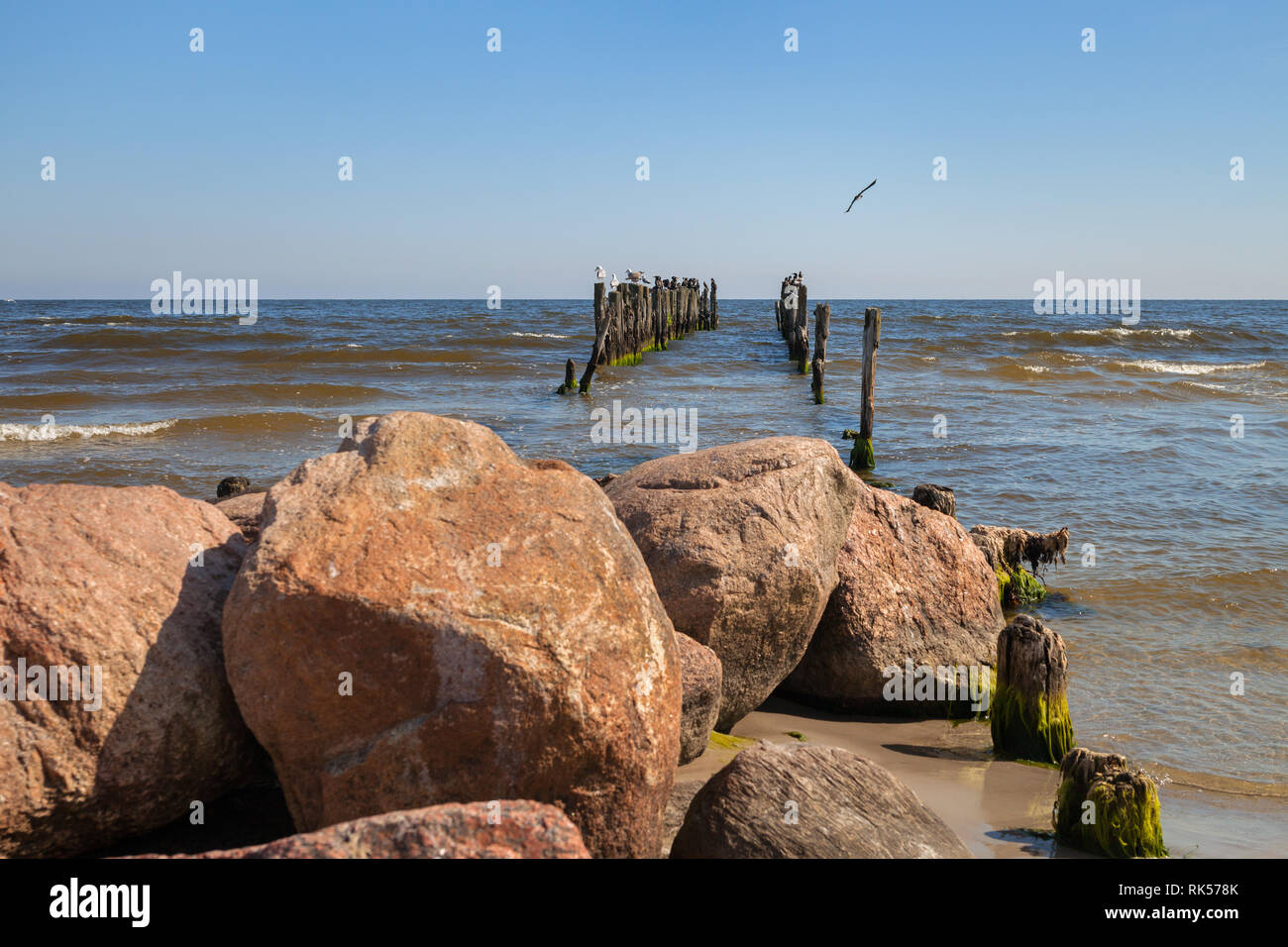 Mole birds hi-res stock photography and images - Alamy