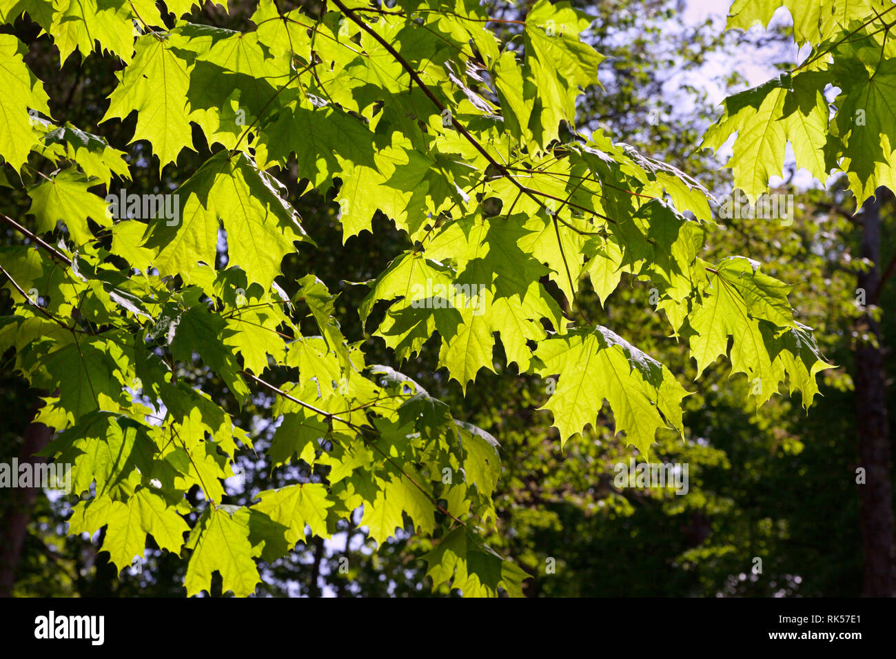 Beautiful fresh spring leaves of maple tree Stock Photo - Alamy