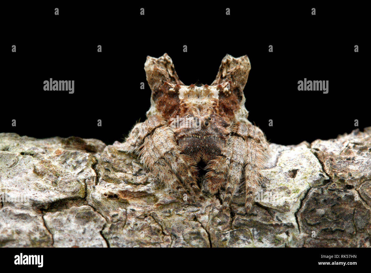 Broad-headed Bark Spider, Araneidae (Caerostris sp Stock Photo - Alamy