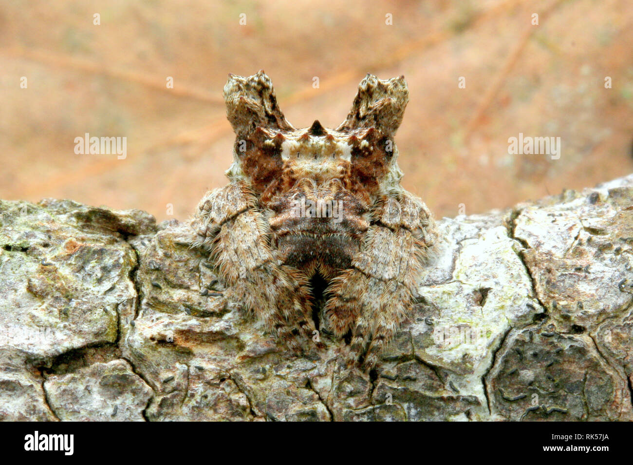 Broad-headed Bark Spider, Araneidae (Caerostris sp Stock Photo - Alamy