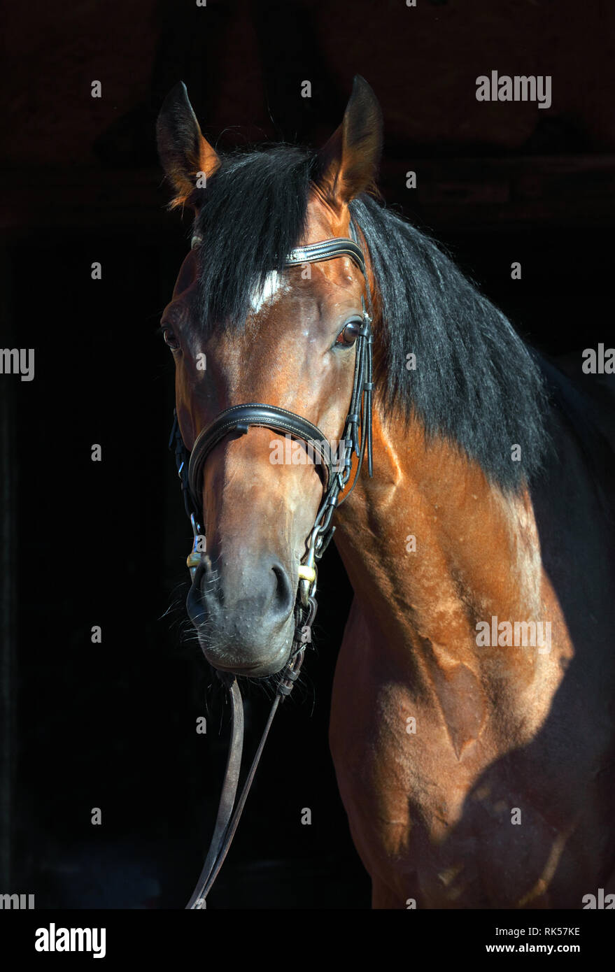 Purebred sports dressage horse portrait in dark stable background Stock ...