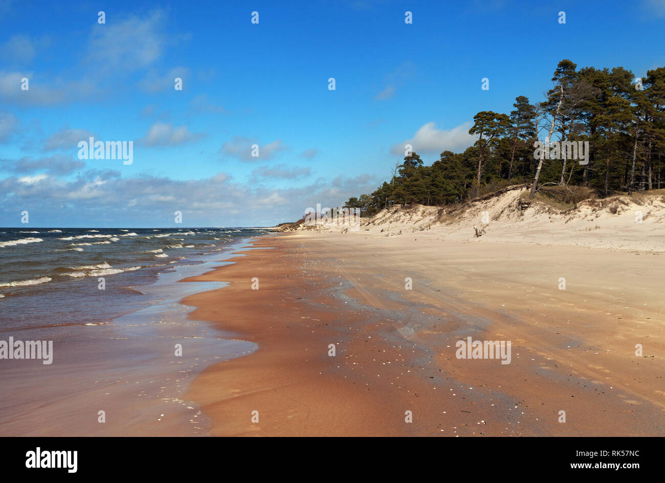 Sand dunes with pine trees Stock Photo - Alamy