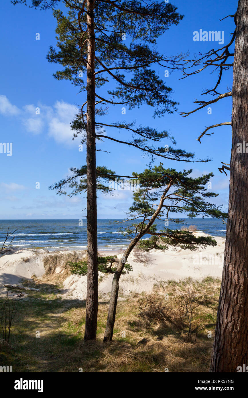 Sand dunes with pine trees Stock Photo - Alamy