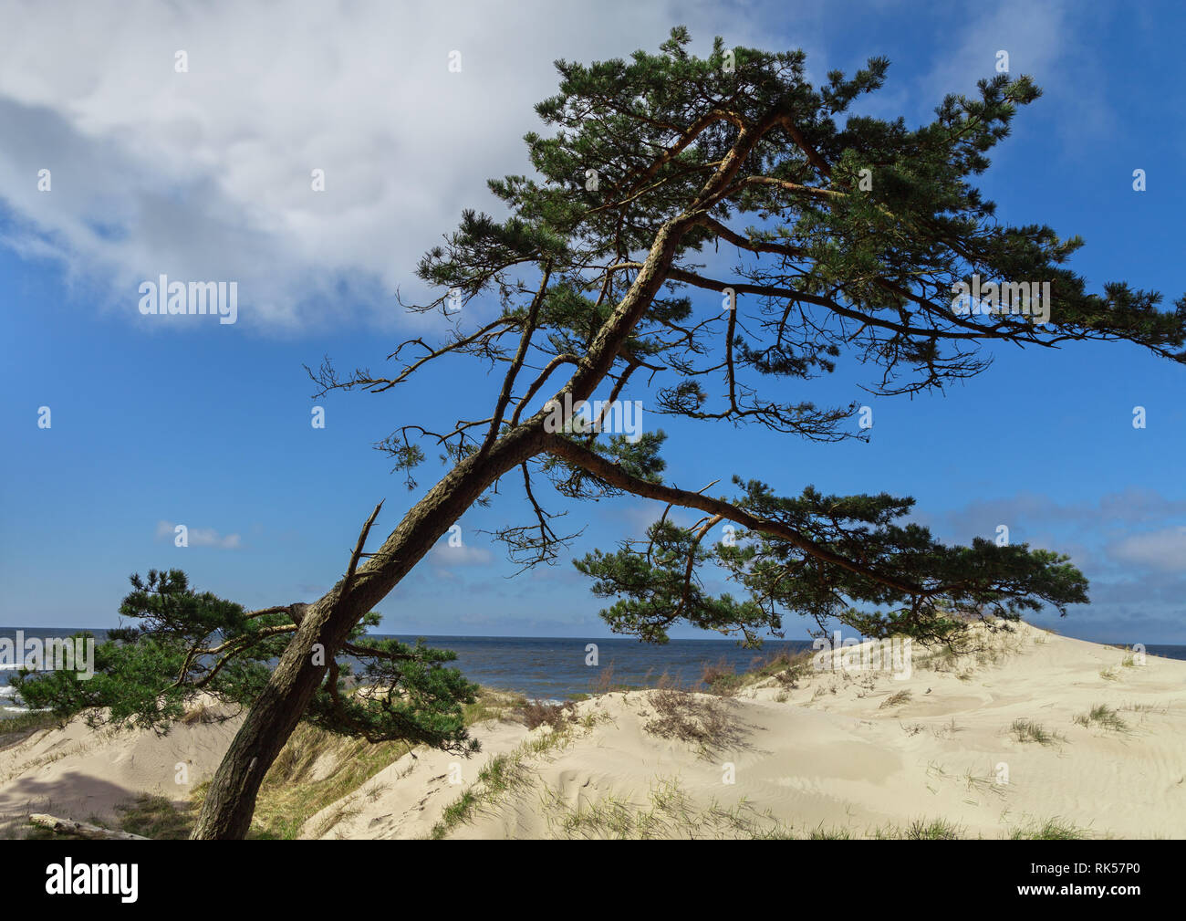 Sand dunes with pine trees Stock Photo - Alamy