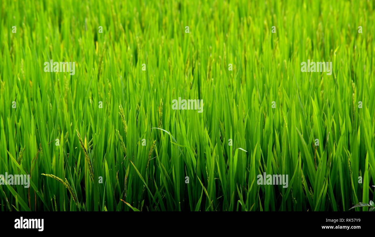 Green grass rice texture hi-res stock photography and images - Alamy