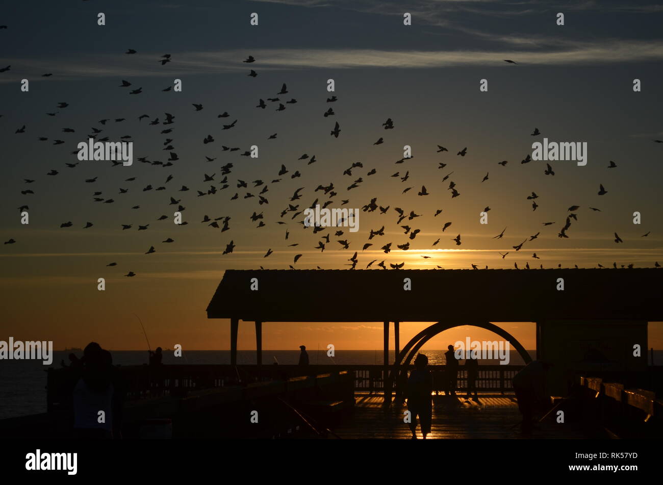 Flocking birds hi-res stock photography and images - Alamy