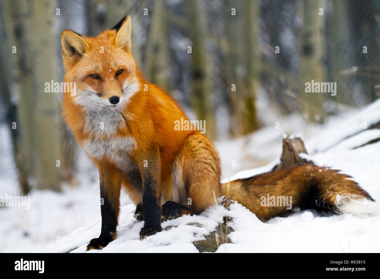 Red Fox, Yukon Territories, Canada Stock Photo - Alamy