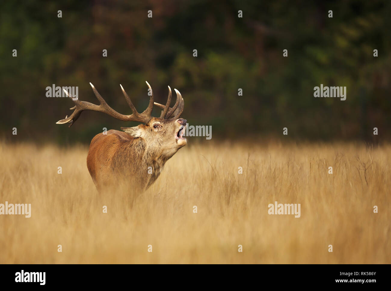 Red deer stag roaring during rutting season, UK Stock Photo - Alamy