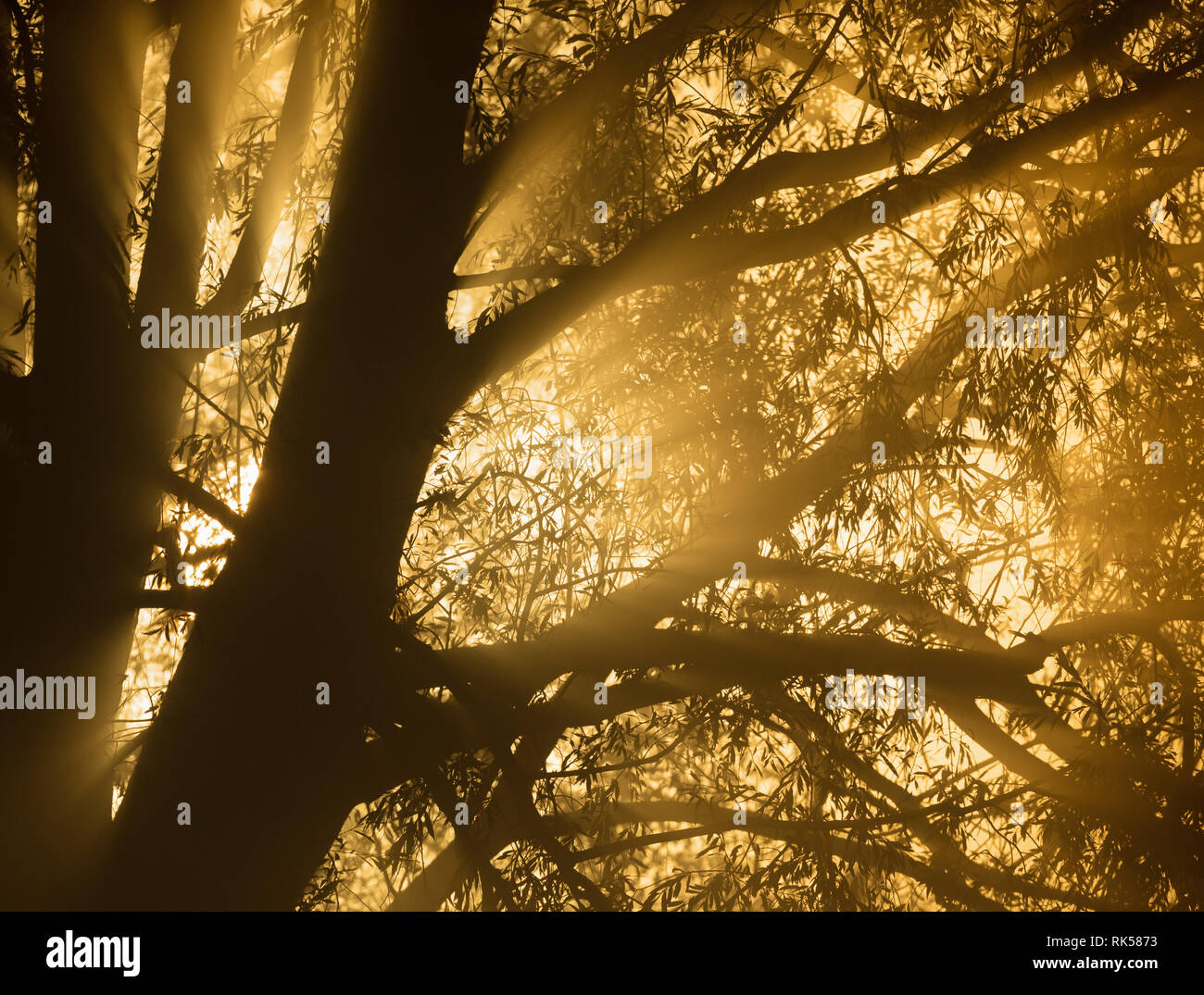 Sun rays silhouette hi-res stock photography and images - Alamy