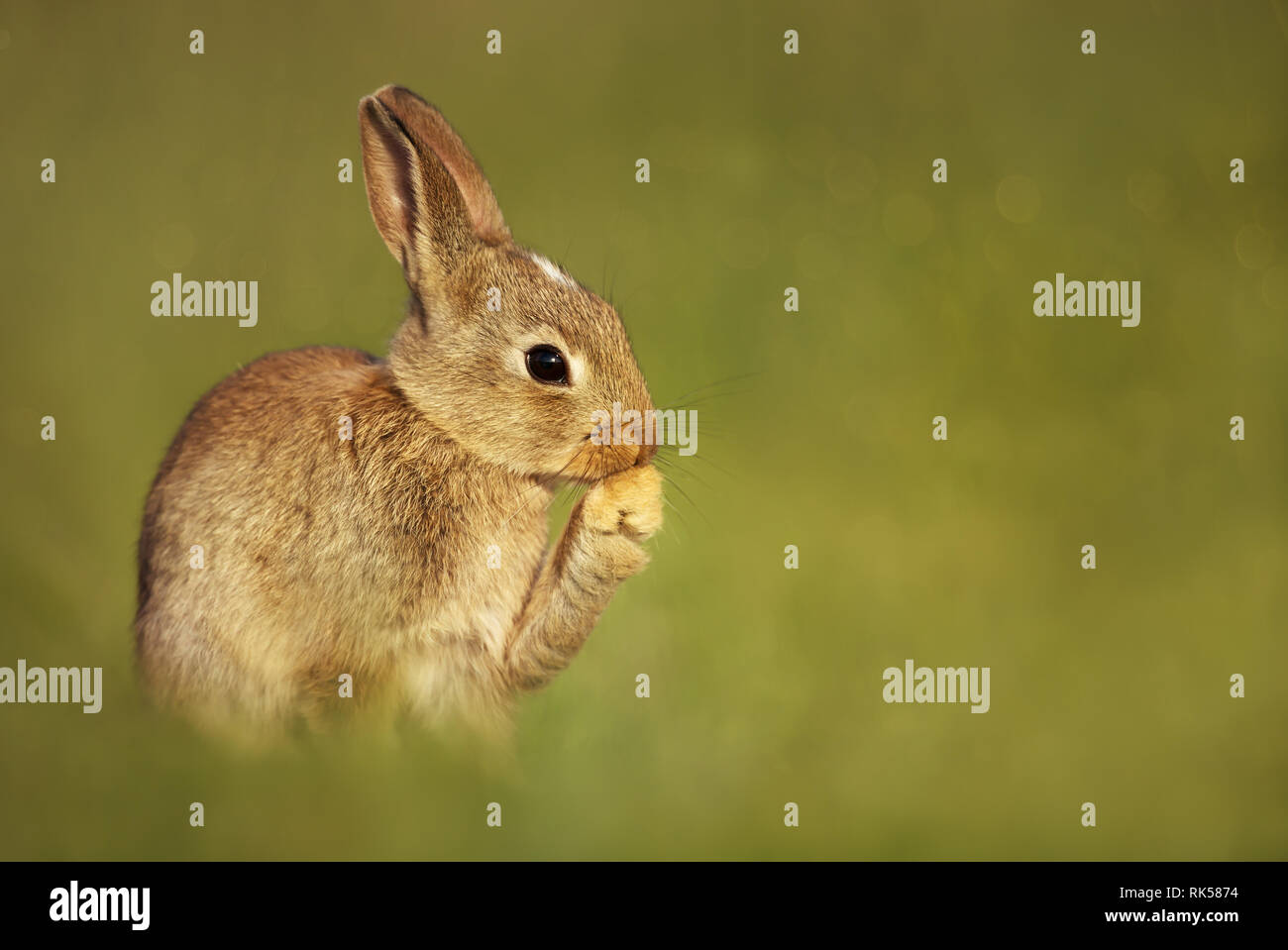 Rabbit meadow uk hi-res stock photography and images - Alamy