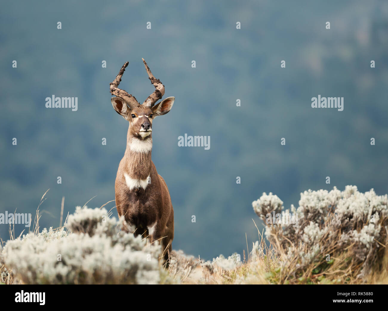 Mountain nyala hi-res stock photography and images - Alamy