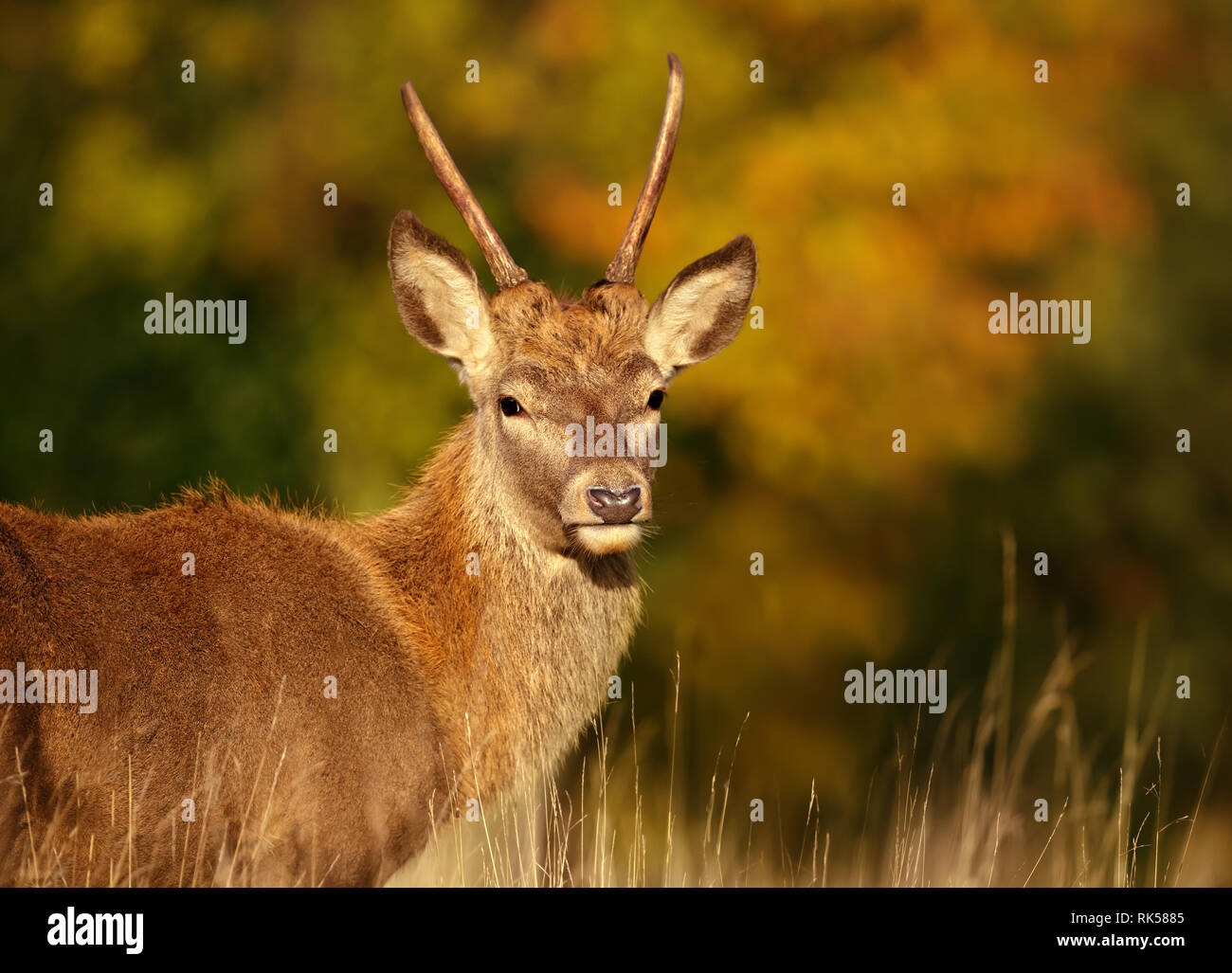 Young Red Deer Stag One High Resolution Stock Photography and Images ...