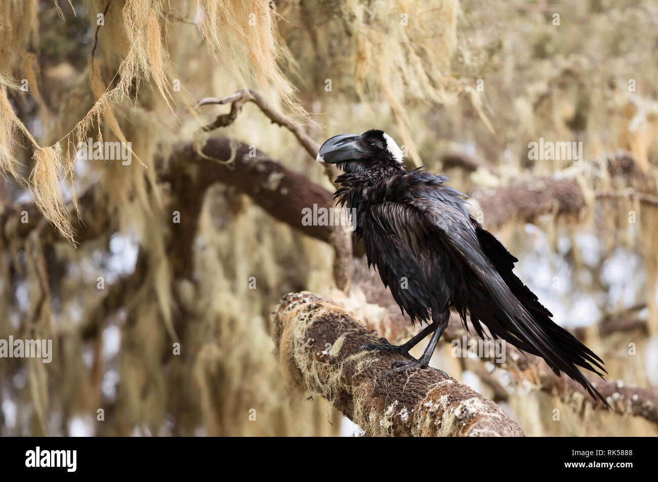 Raven tree hi-res stock photography and images - Alamy