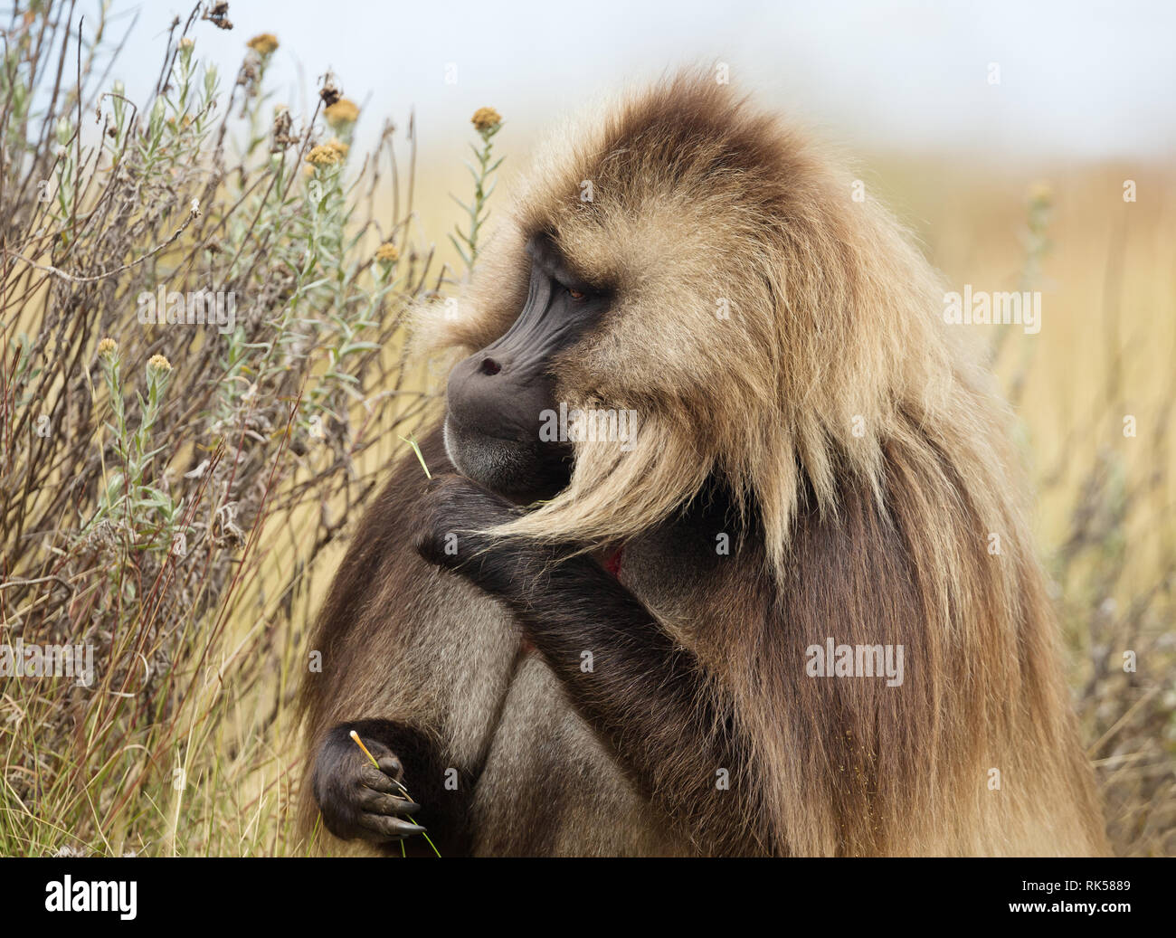 Close up of an adult Gelada monkey (Theropithecus gelada) eating grass ...