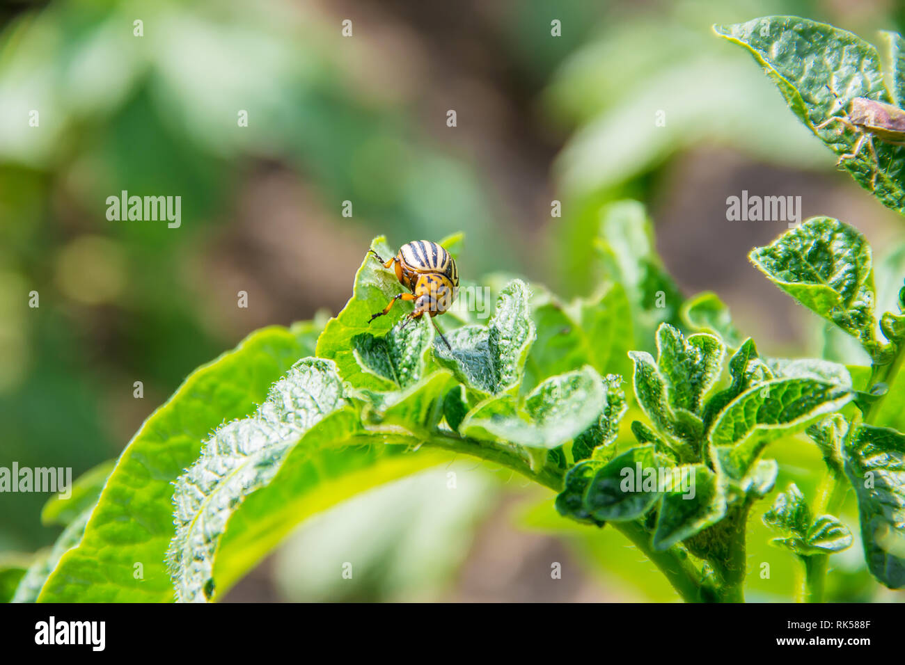 Plaque beetles hi-res stock photography and images - Alamy