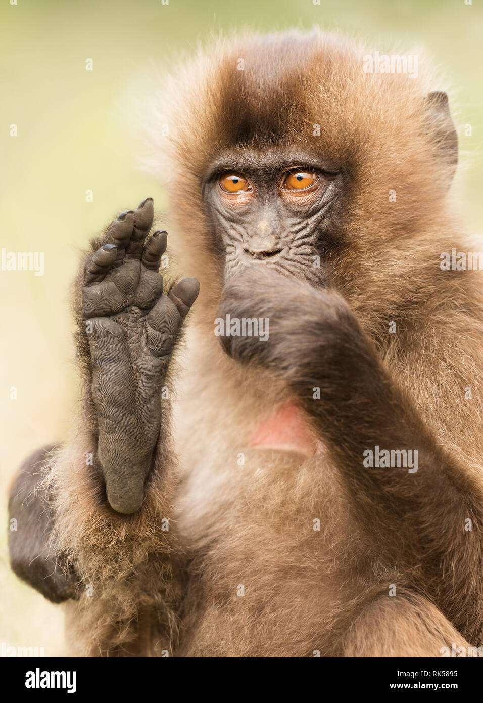Close up of a baby Gelada monkey sitting with a foot up, Simien ...