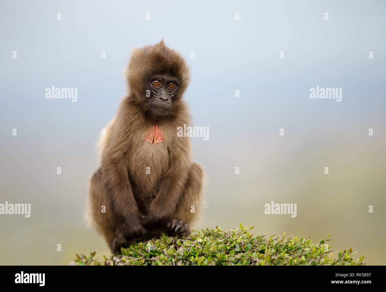 Close up of a baby Gelada monkey sitting on grass, Simien mountains ...