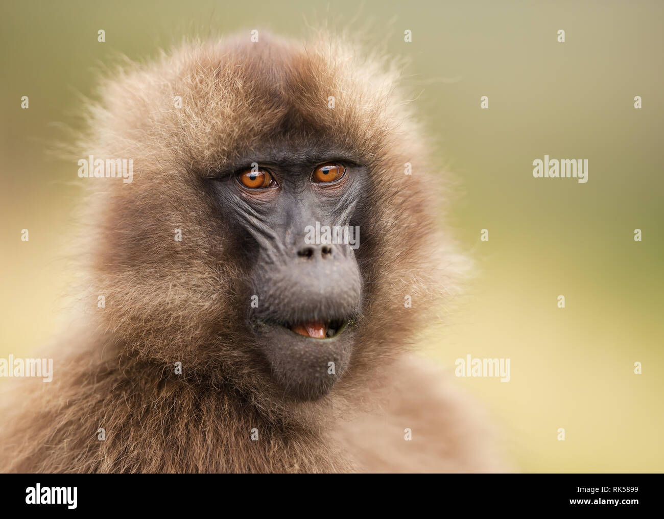 Gelada baboon female hi-res stock photography and images - Alamy