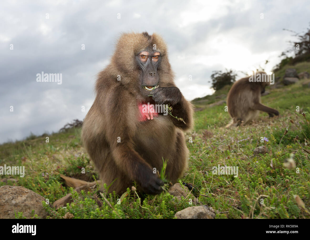 Female endemic animal gelada hi-res stock photography and images - Alamy