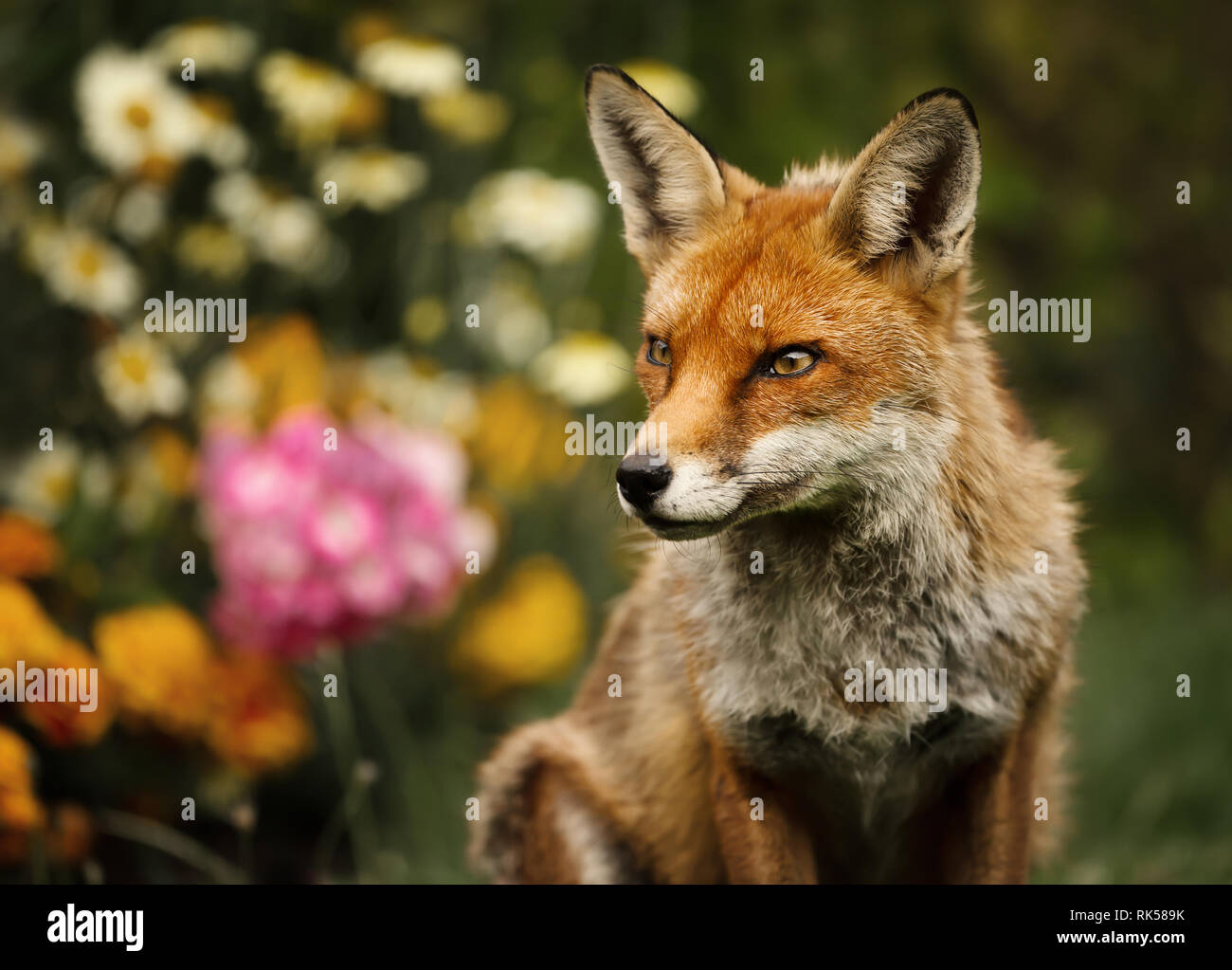 Close up of a red fox in the garden with flowers, UK Stock Photo - Alamy