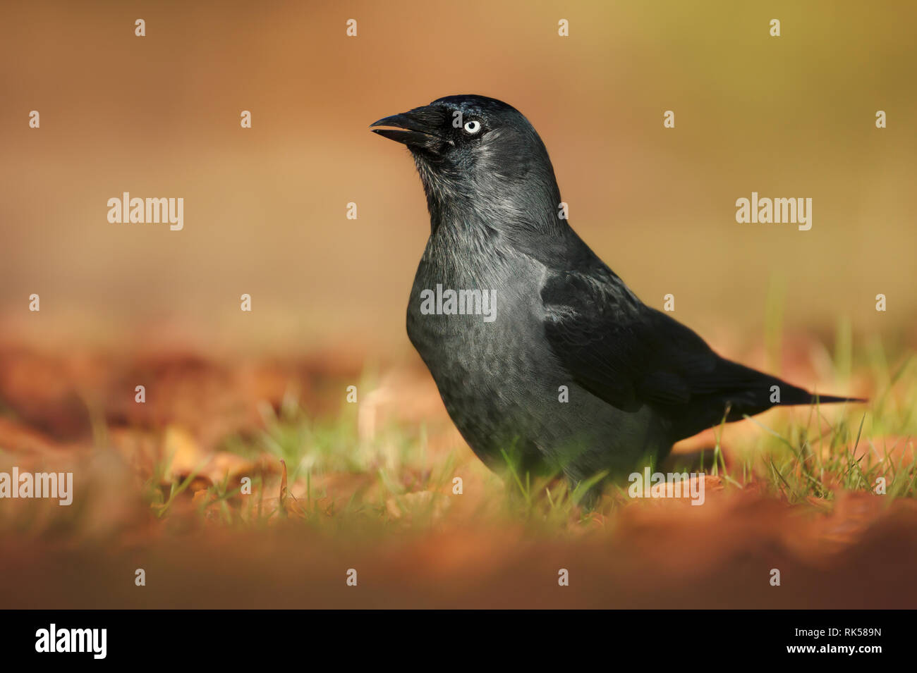 Jackdaw in autumn hi-res stock photography and images - Alamy