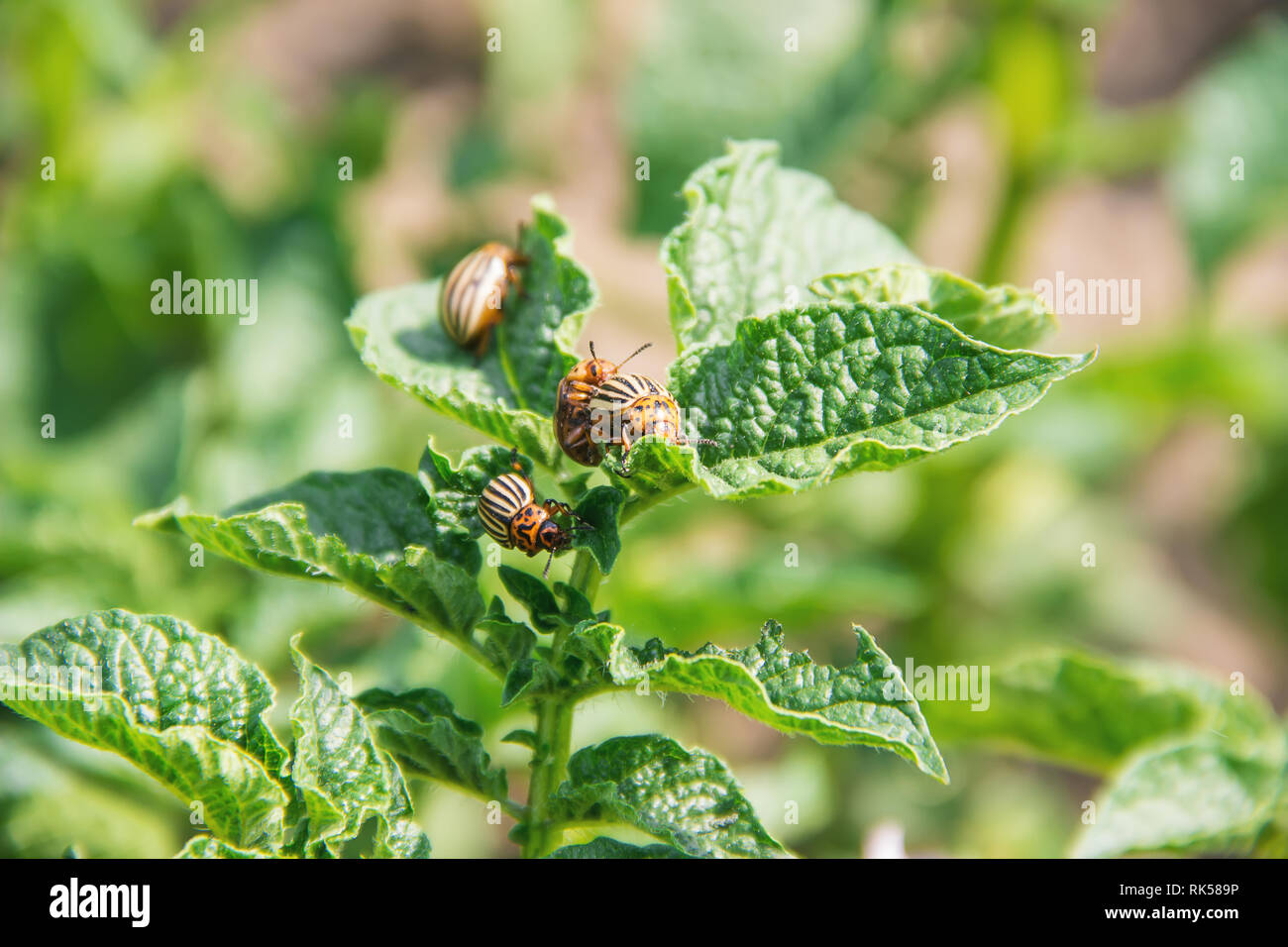 Plaque beetles hi-res stock photography and images - Alamy