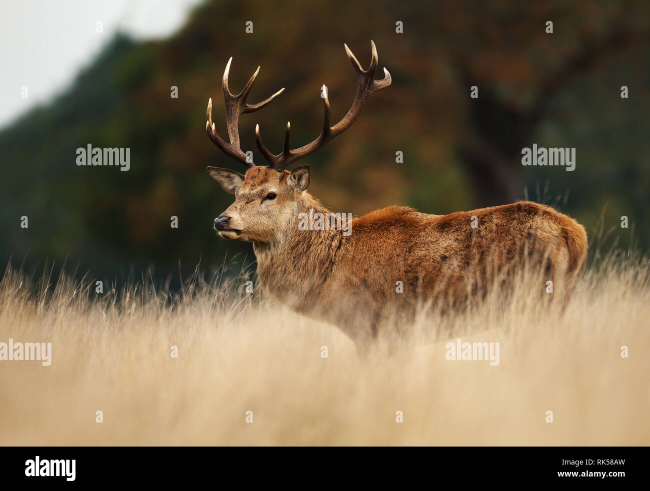 Red deer stag during rutting season in autumn, UK Stock Photo - Alamy