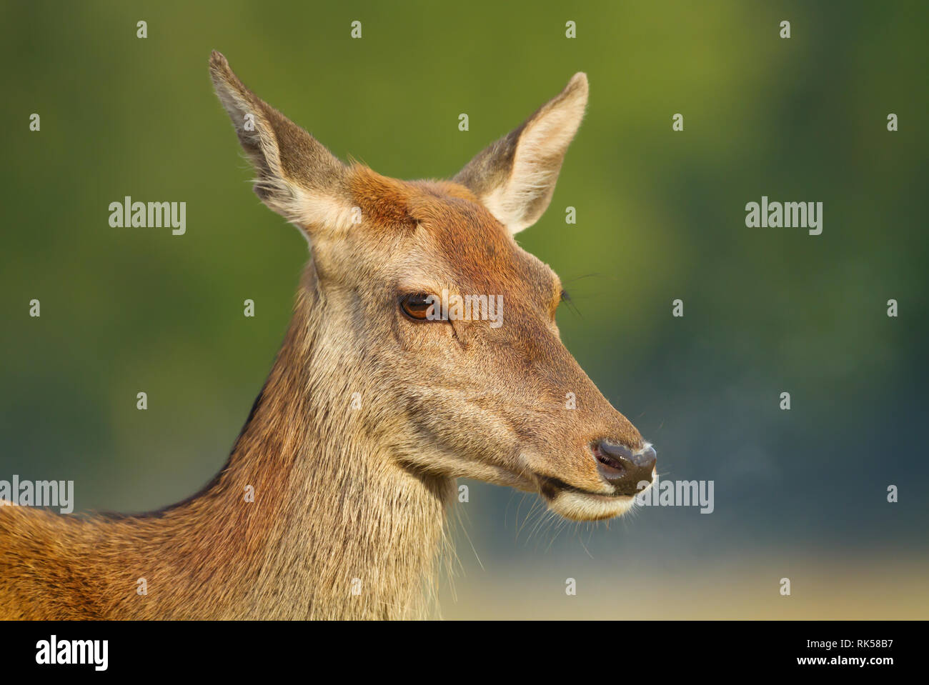 Hind uk hi-res stock photography and images - Alamy