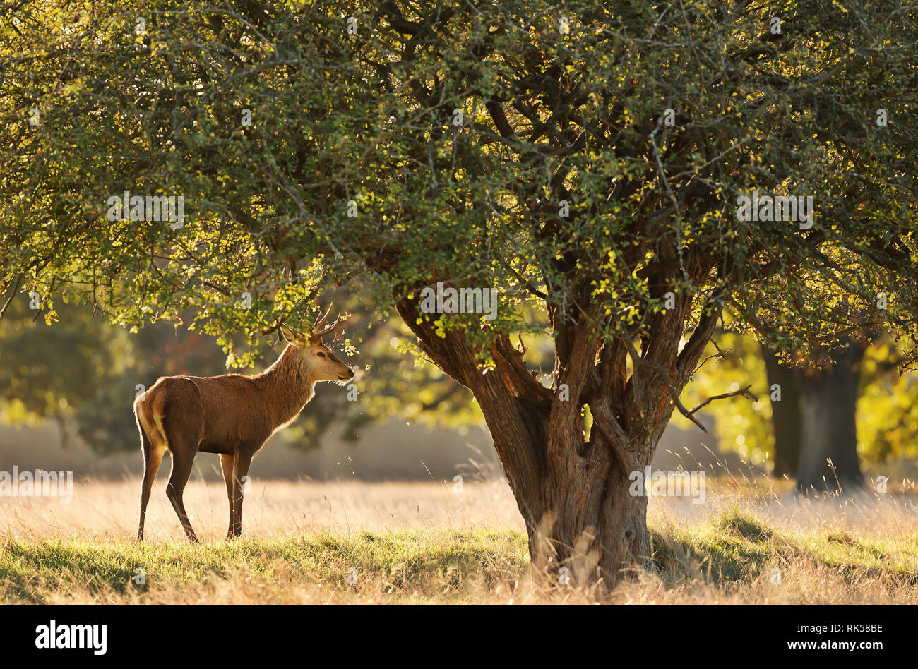 Rutting Display High Resolution Stock Photography and Images - Alamy