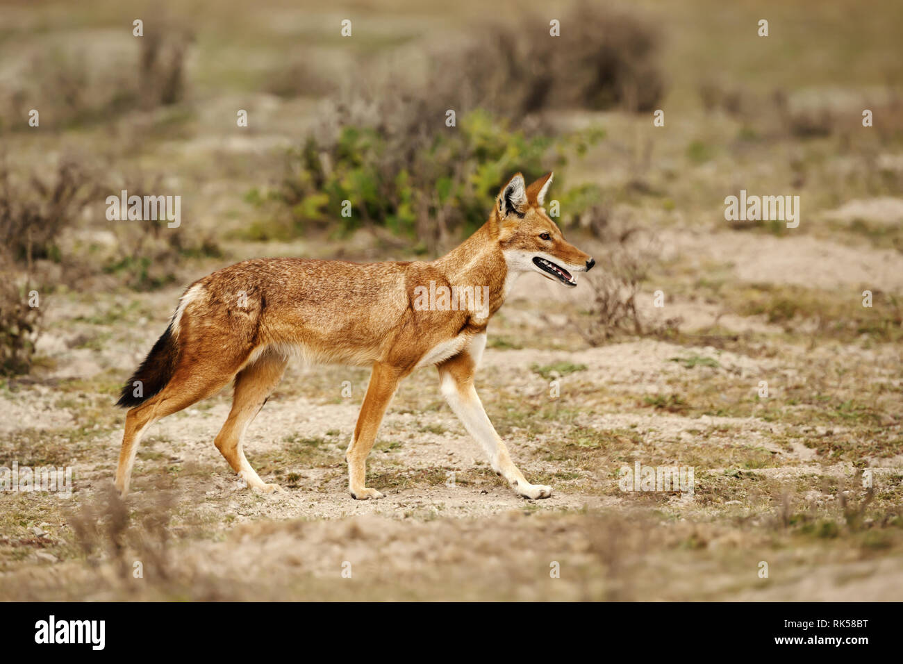 Close up of a rare and endangered Ethiopian wolf (Canis simensis) in ...