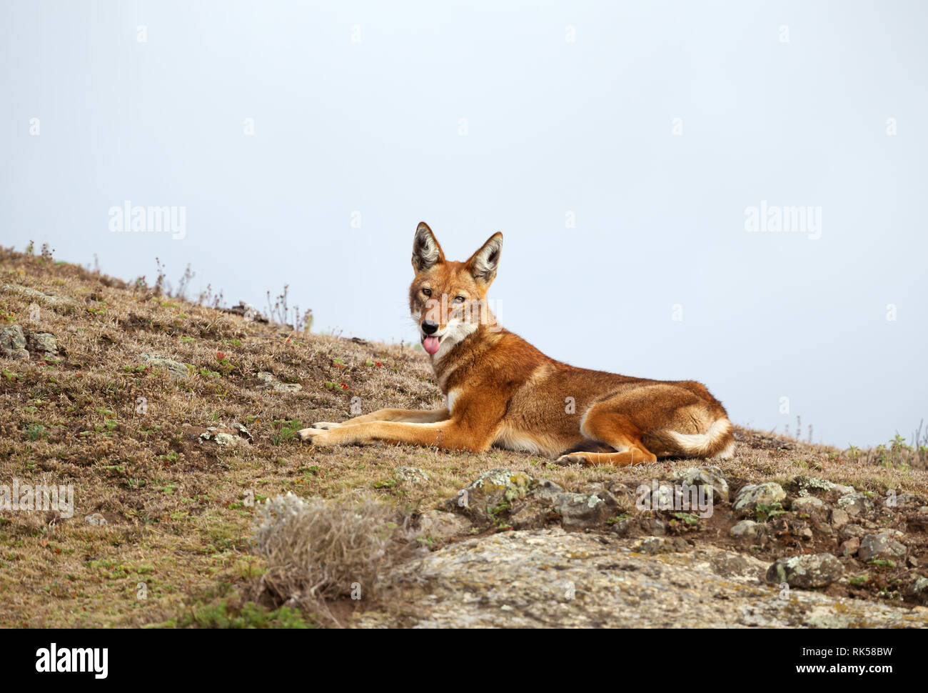 Simien Fox Stock Photos & Simien Fox Stock Images - Alamy