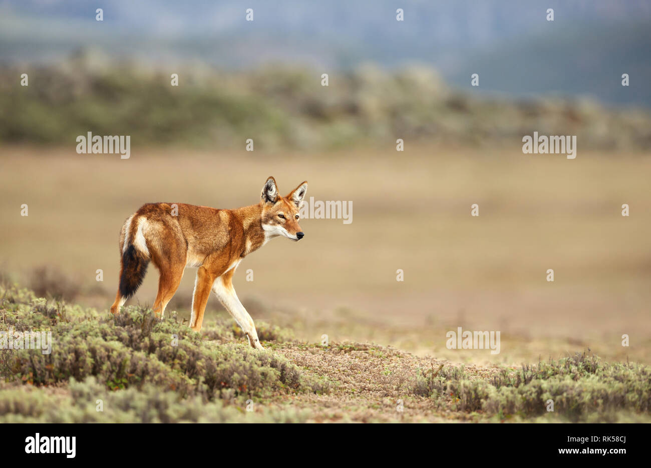 Simien Fox High Resolution Stock Photography and Images - Alamy
