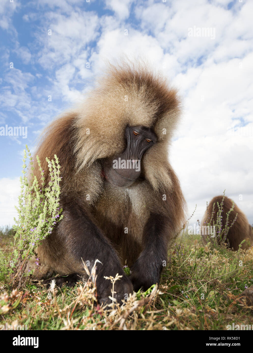 Theropithecus gelada hi-res stock photography and images - Alamy