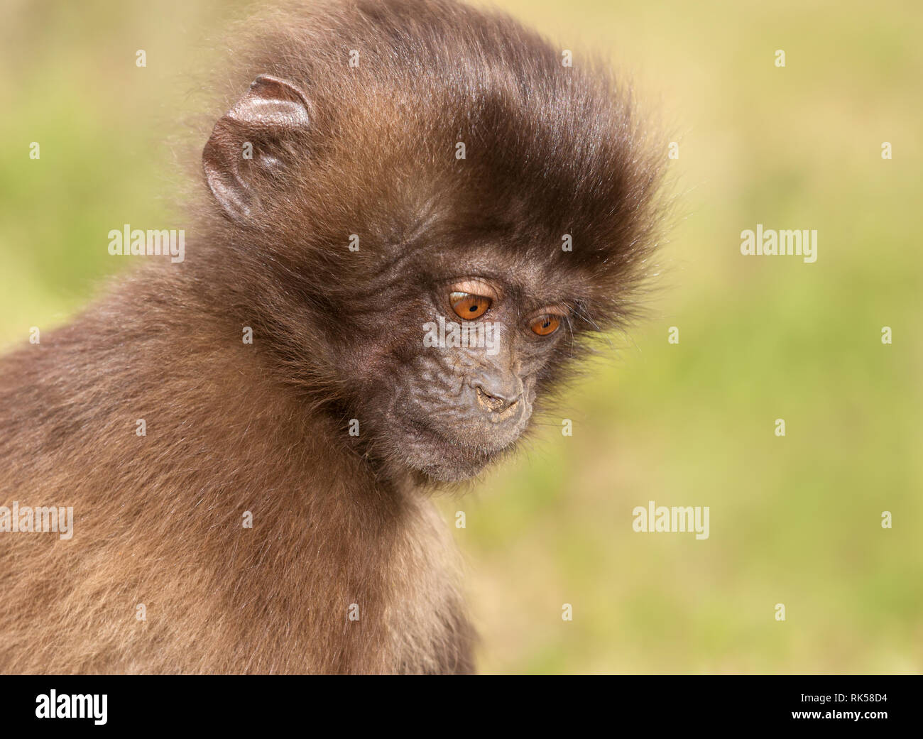 Ethiopian monkey hi-res stock photography and images - Alamy