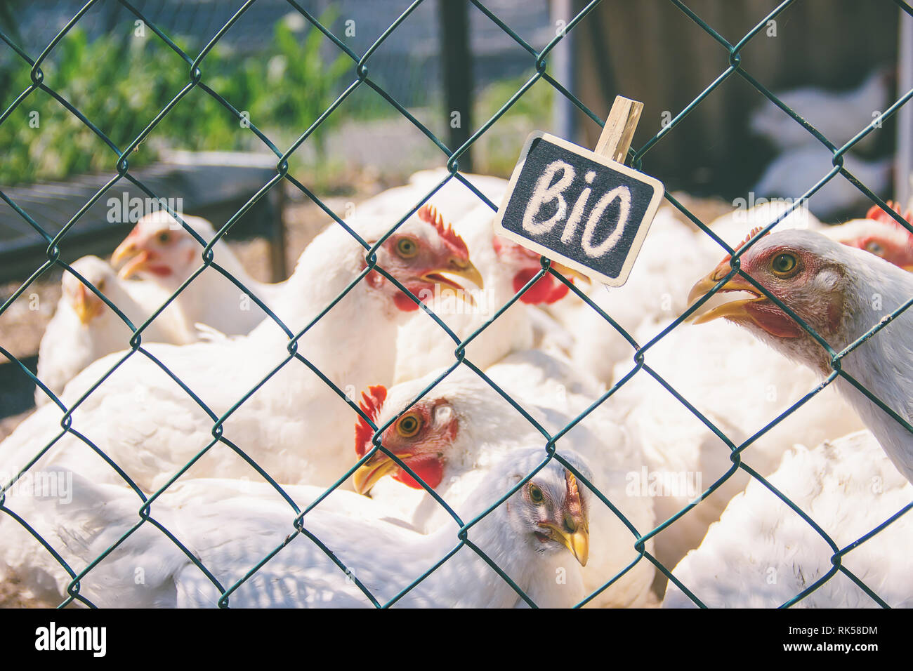 Bio chickens on a home farm. Selective focus. nature Stock Photo - Alamy