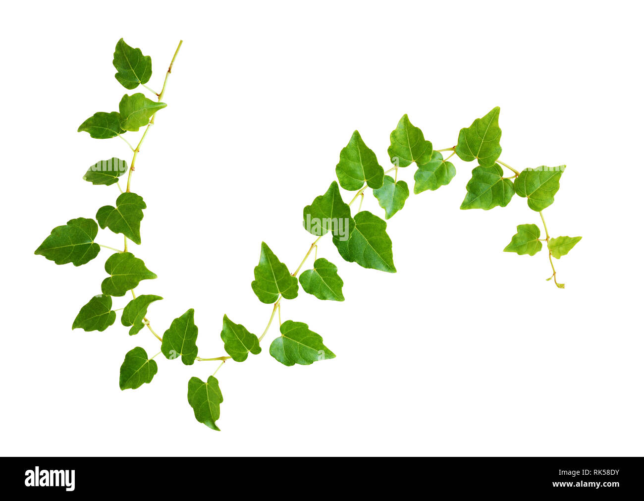 Closeup of waved ivy twig with small green leaves isolated on white ...
