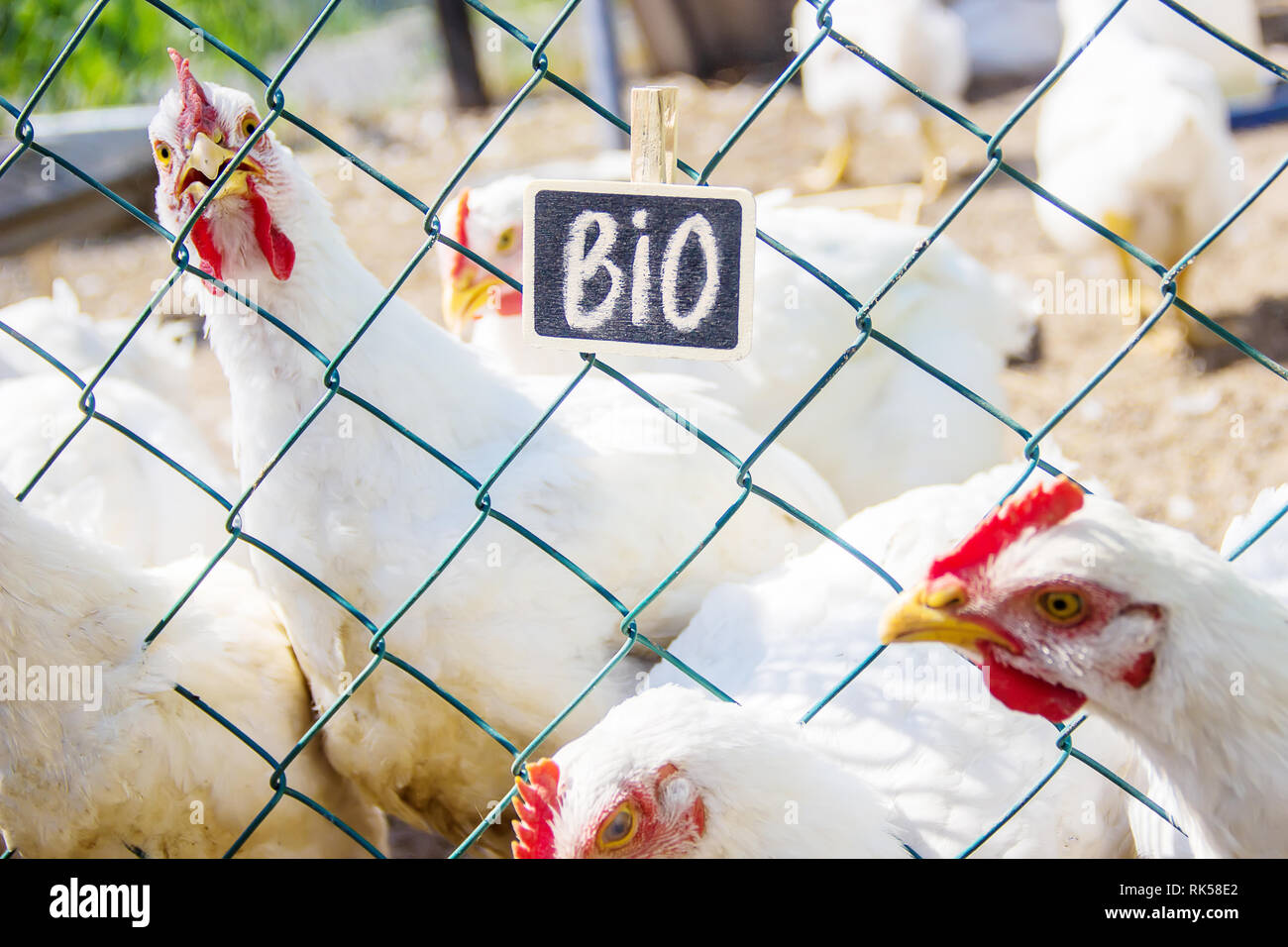 Bio chickens on a home farm. Selective focus. nature Stock Photo - Alamy