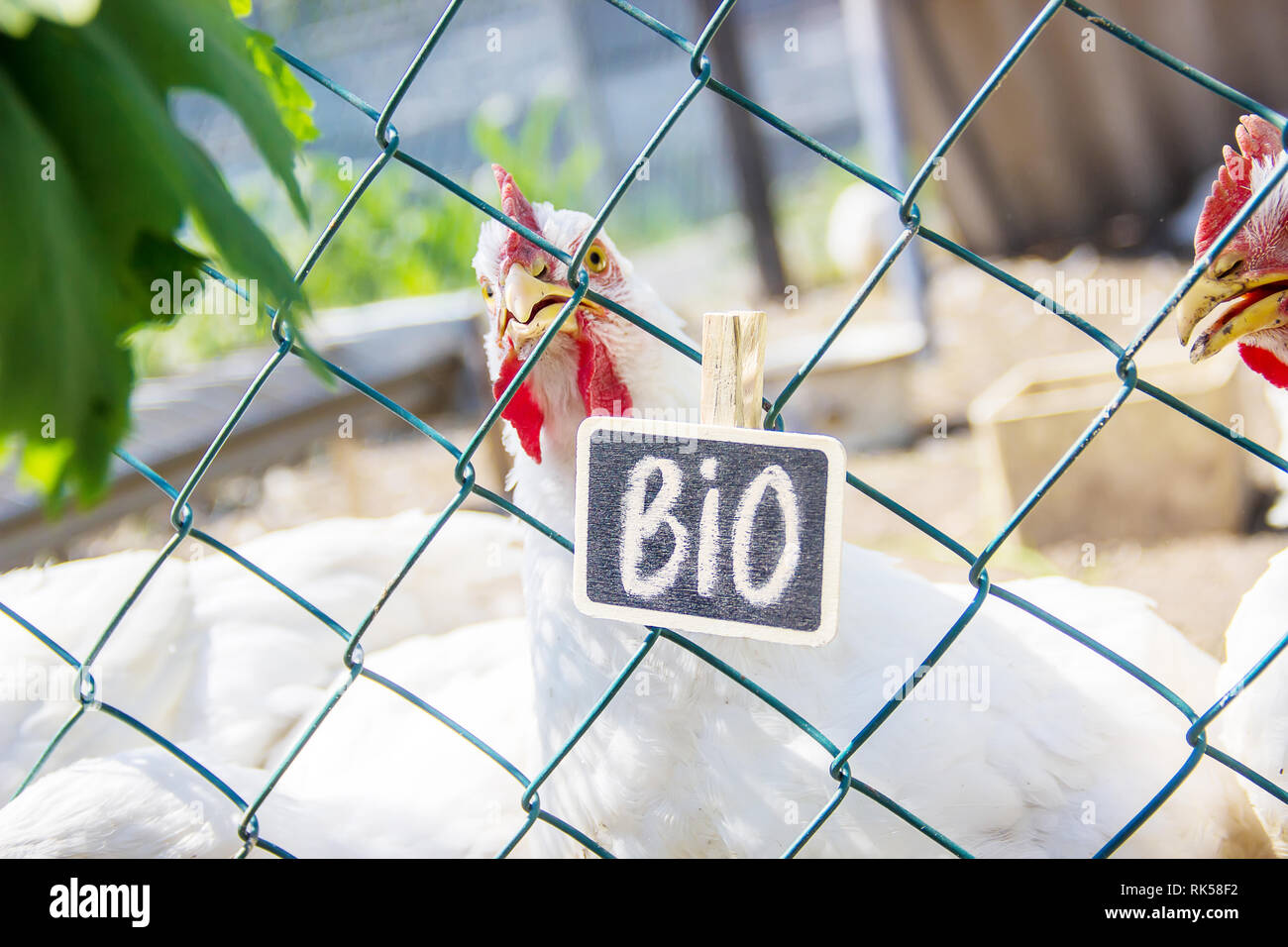 Bio chickens on a home farm. Selective focus. nature Stock Photo - Alamy