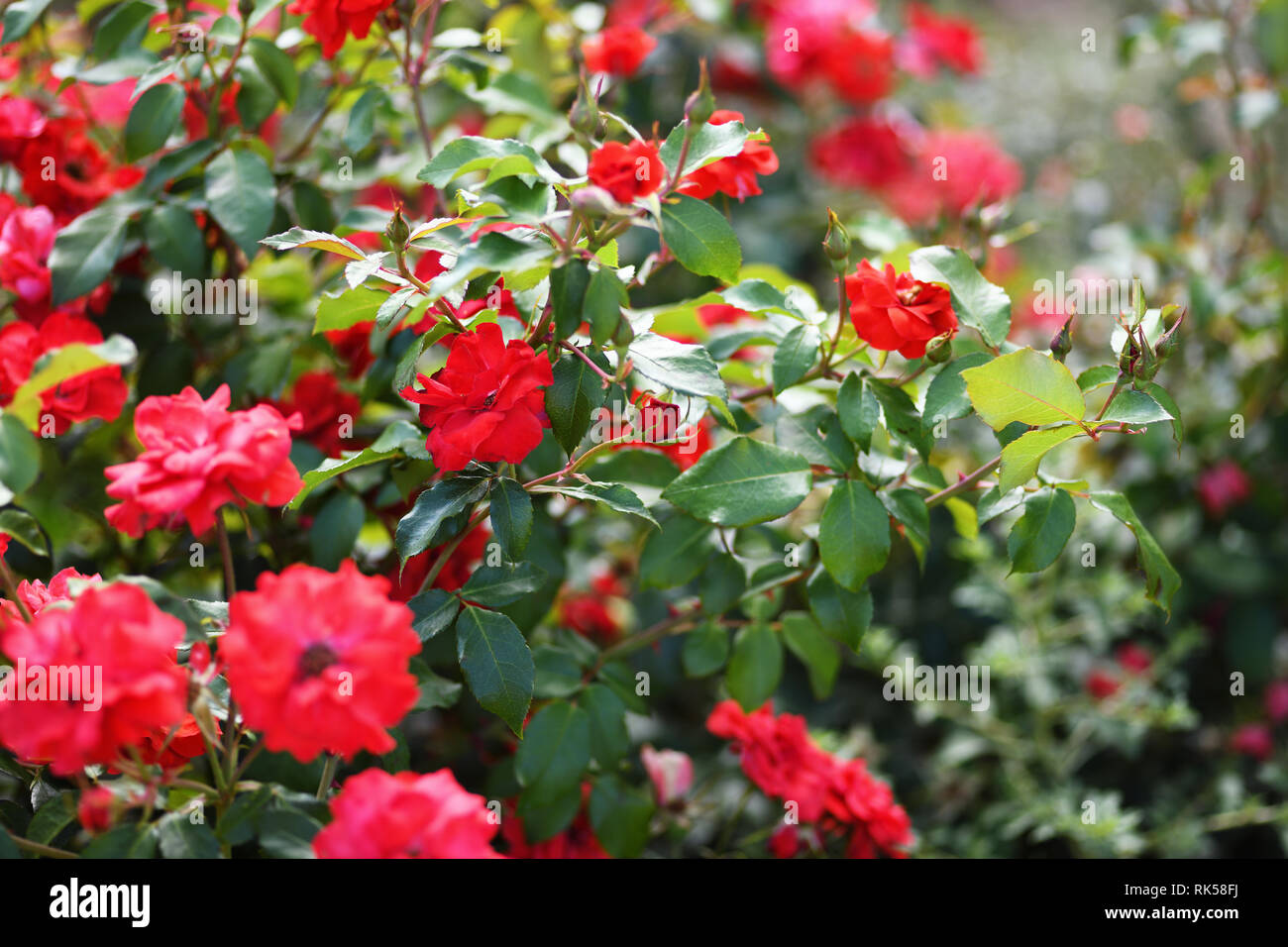 Red rose flowers in a blooming garden for floral background Stock Photo ...
