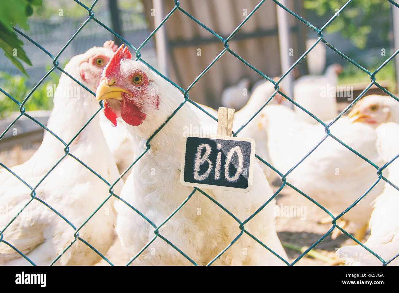 Bio chickens on a home farm. Selective focus. nature Stock Photo - Alamy