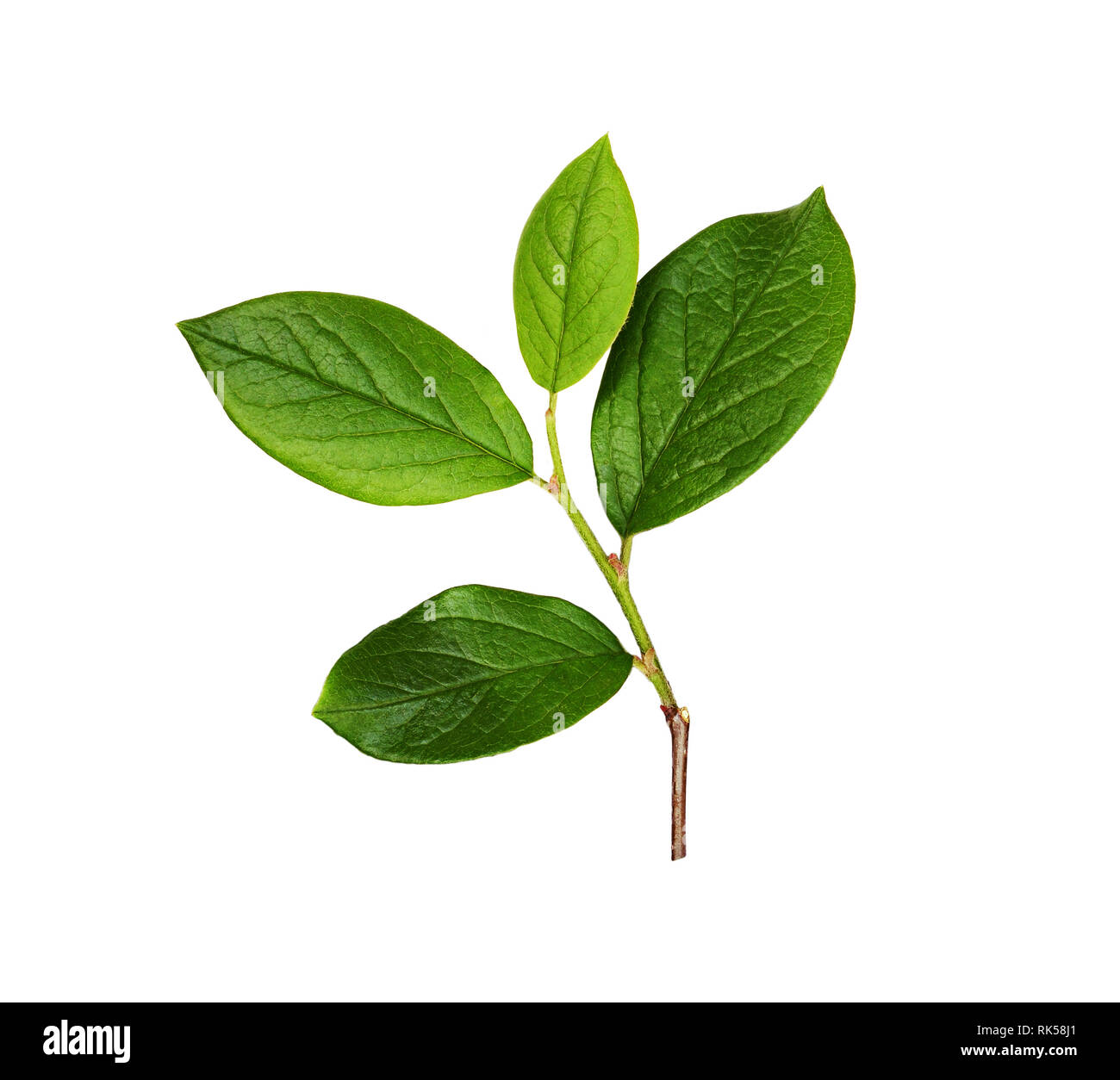 Fresh branch with green leaves isolated on white background Stock Photo ...